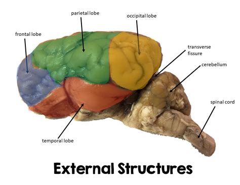 Label The Parts Of The Dissected Sheep Brain Medial Section At Humberto Watts Blog