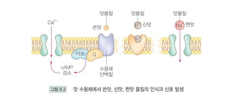 미각의 인식기작 식품영양 위키 Fandom