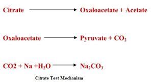 Citrate Utilization Test Its Principle Procedure And Applications