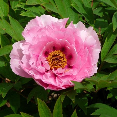 Stream Pulse Phase Pipe By Rabmusiclab Listen Online For Free On Soundcloud