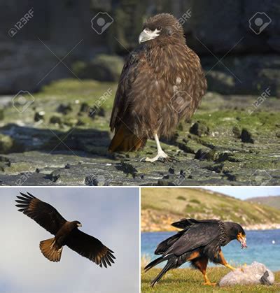 Fauna De Las Islas Malvinas