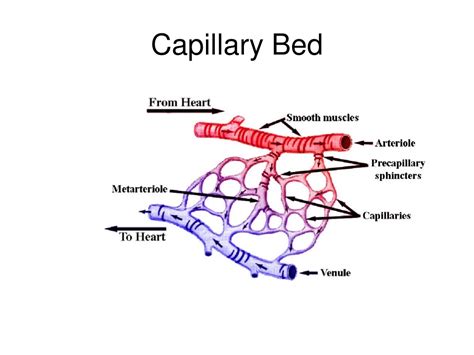 Ppt Essential Facts About The Heart Cardiovascular System Overview