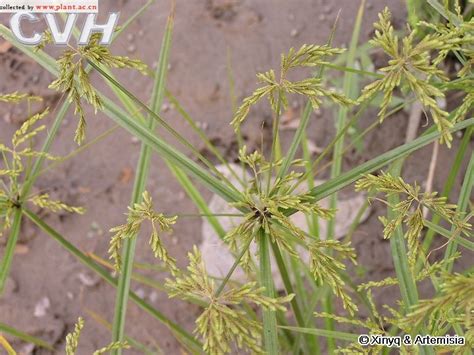 碎米莎草Cyperus iria Linn 植物图片库 植物通