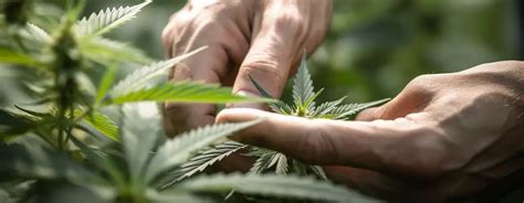 5 Essential Steps To Successful Sexing Cannabis A Must Read Guide