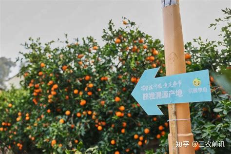 甜满中国 · 重庆奉节站 首发爆卖650000斤，可以喝着吃的奉节脐橙 知乎