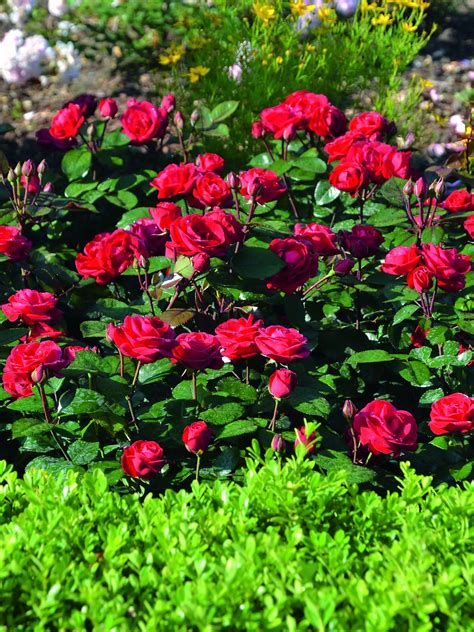 Precious Ruby Rose Ruby 40th Celebration Ts English Roses