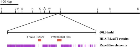 Annotation Of The Genetic Content Of The 60 Kb Indel Sequence Between Download Scientific