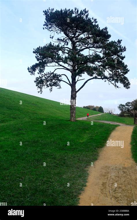Zig Zag Path Tree And Man In Red Lisvane And Llanishen Reservoirs Cardiff South Wales Stock