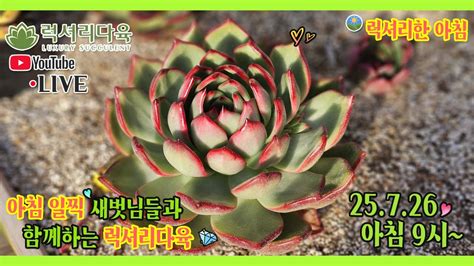 나른한 주말의 힐링 사랑하는 다육이들과 함께해요😍 예쁜 다육이 가득 25년 7월 26일 럭셔리한 아침에 초대합니다😍 럭셔리다육 다육판매영상 다육방송 Youtube