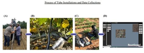 How The Root System Affects Yield CID Bio Science