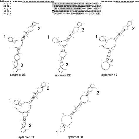 Sequences And Structure Of Selected Aptamers Upper Sequences Of The Download Scientific