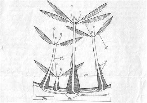 Taxonomy And Tree Architecture About Tree Architecture