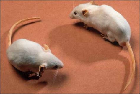 How To Control Or Prevent Male Mouse Odour Hubpages