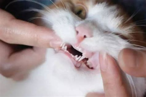 猫咪牙齿年龄图解 猫咪换牙顺序图片 三个月猫咪牙齿图片 第9页 大山谷图库