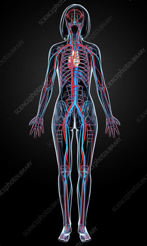 Female Cardiovascular System Artwork Stock Image F0061207
