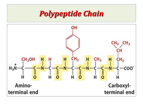 Ppt Introduction To Amino Acids Of Medical Importance Powerpoint Presentation Id1429079