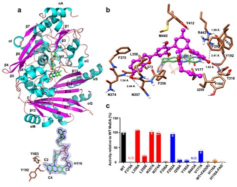 Nature Chemistry 雷晓光课题组与合作者在植物天然产物生物合成与酶学研究领域取得重大突破 科研进展 北京大学化学与分子工程学院