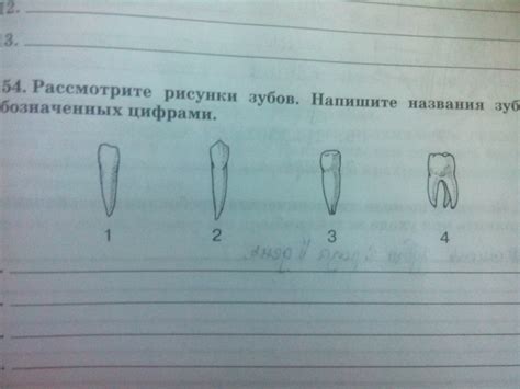 Рассмотрите рисунки зубов Напишите названия зубов обозначенных цифрами Школьные Знания Com