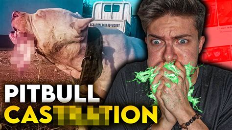 Pitbull Ca Tration Video Un Video Doloroso Jematria Youtube