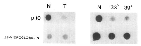 Control Of Rna Concentrations Increasing Amounts Of Total Cellular Rna