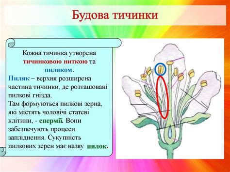 Квітка як орган статевого розмноження рослин Online Presentation