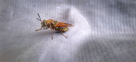 Mosca Mutuca Samsung Members