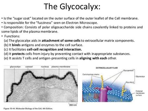 Glycocalyx Cell Membrane Plasma Membrane Membrane
