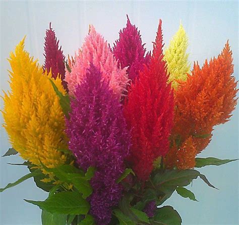 Cockscomb Pampass Plume Celosia Argentea Plumosa Celosia