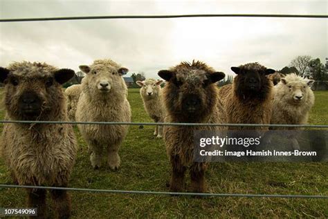 Hamish Innes Photos And Premium High Res Pictures Getty Images