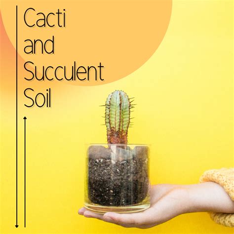 How Cacti And Succulent Soil Is Different From Ordinary Potting Soil