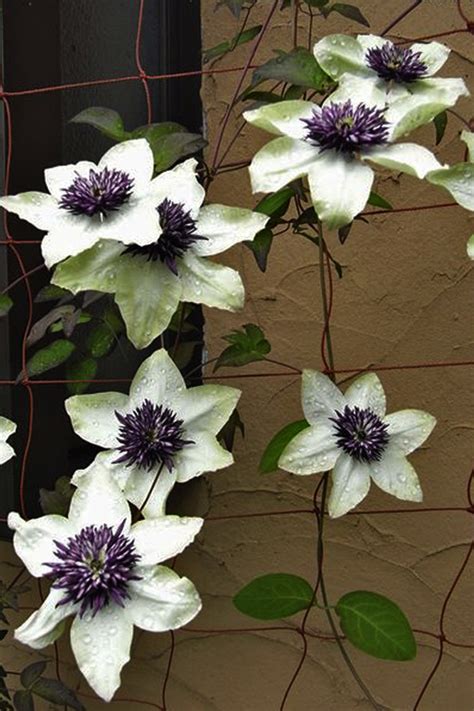 5月18日 クレマチス鉄線花 花