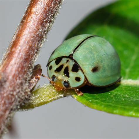 Green Ladybug Rmacroporn