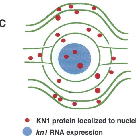 Electron Micrograph Of Primary Plasmodesmata From Zea Mays Root Tip Download Scientific