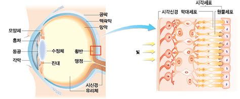 호기심 과학 색과 명암을 인지하는 우리 눈의 정교한 구조와 기능 ‘본다라는 기능을 위한 최적의 구조