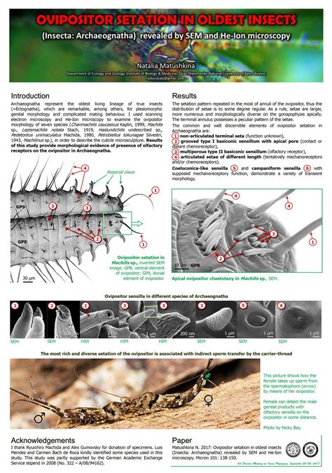 Pdf Ovipositor Setation In Oldest Insects Insecta Archaeognatha