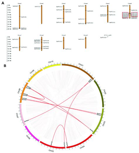 Chromosomal Location And Synteny Analysis Of Zmpgs In Maize Genome A Download Scientific