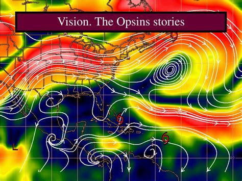 Ppt Gene Duplication Powerpoint Presentation Free Download Id 641837