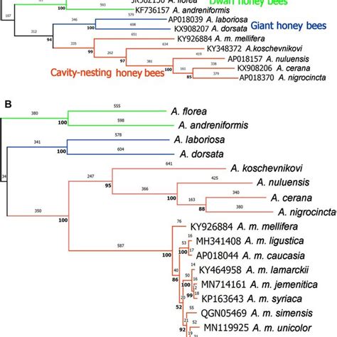 Maximum Parsimony Analysis Of Phylogenetic Relationships Among MtDNA Download Scientific