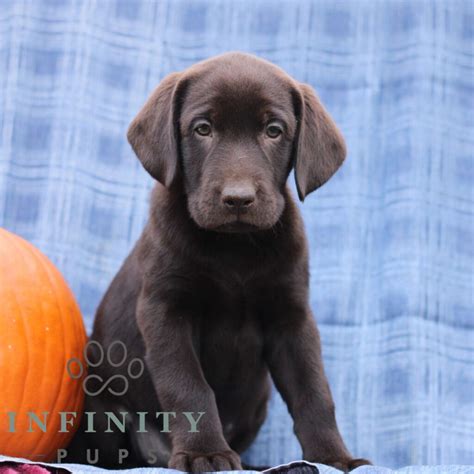 Chocolate Labrador Retriever Puppies Infinity Pups
