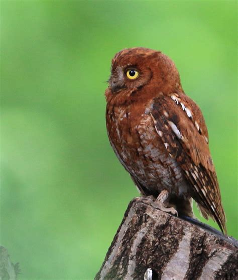 オオコノハズクとコノハズク アイヌモシリの野生たち 獣と野鳥の写真図鑑