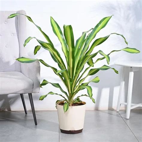 Dracaena Dara Sing At ₹ 386 Piece ड्रासेना प्लांट In Pune Id