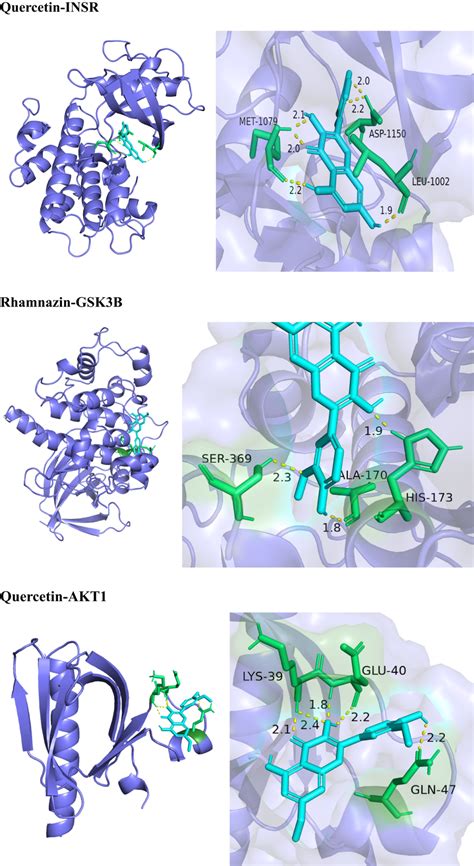 Molecular Docking Models Of Active Compounds Binding To Potential Download Scientific Diagram