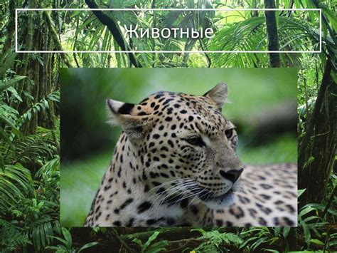 Влажные Экваториальные леса Африки презентация онлайн