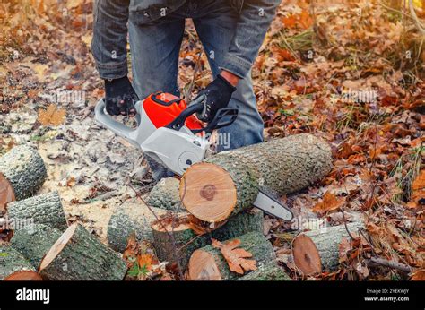Forestry Worker With Chainsaw Lumberjack Felling Tree In Sustainable