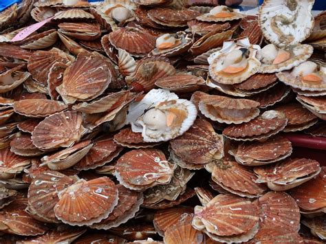 가리비 효능 10가지과 부작용 맛있게 먹는방법 시즌매뉴얼