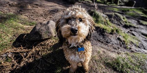 Raza De Perros Cockapoo Lo Que No Sabías De Este Cruce