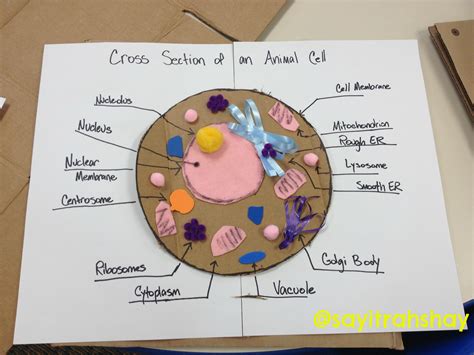 Animal Cell Model Using Cardboard At Rodney Stewart Blog