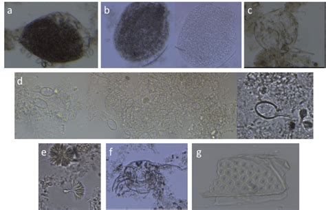 793 Questions With Answers In Taxonomy Science Topic