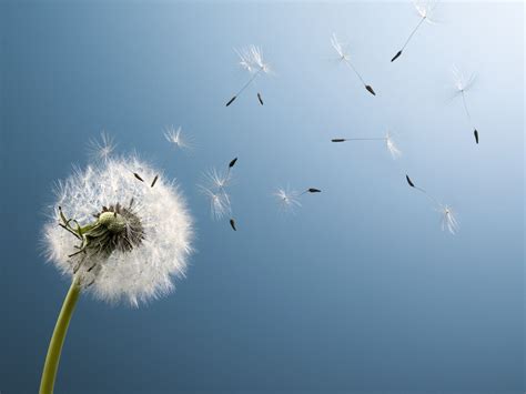 Seeds Blowing In The Wind