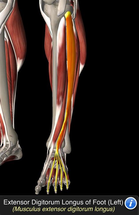 Extensor Digitorum Longus In 2023 Anatomy